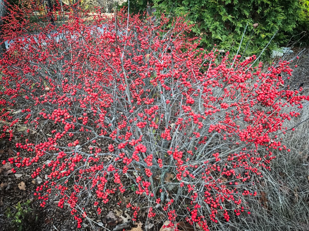 Berry magic - FRANK. Magazine