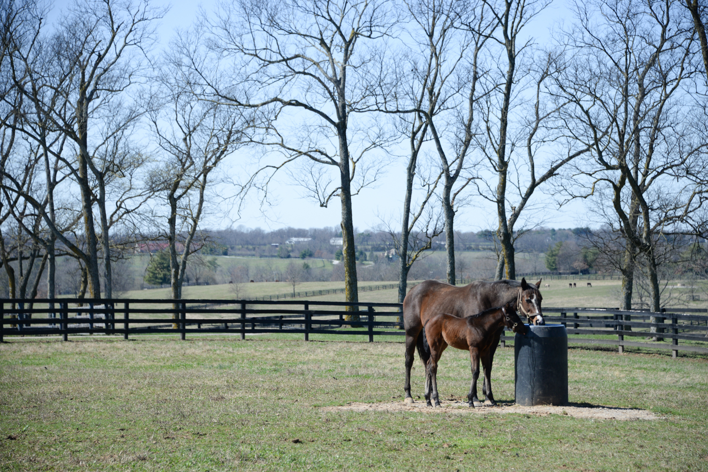 Hallie Hardy — Inspiring the love of the horse in Kentucky - FRANK ...