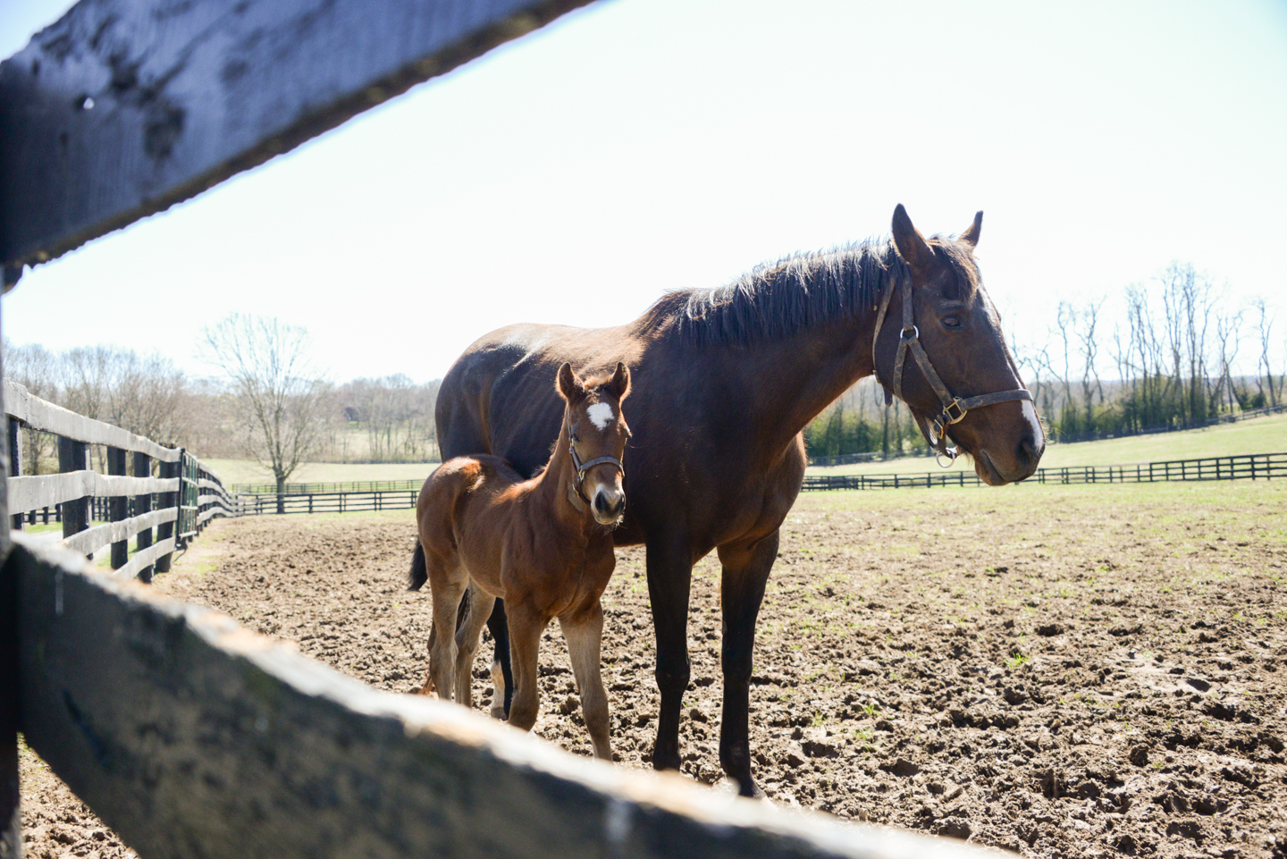 Hallie Hardy — Inspiring the love of the horse in Kentucky - FRANK ...
