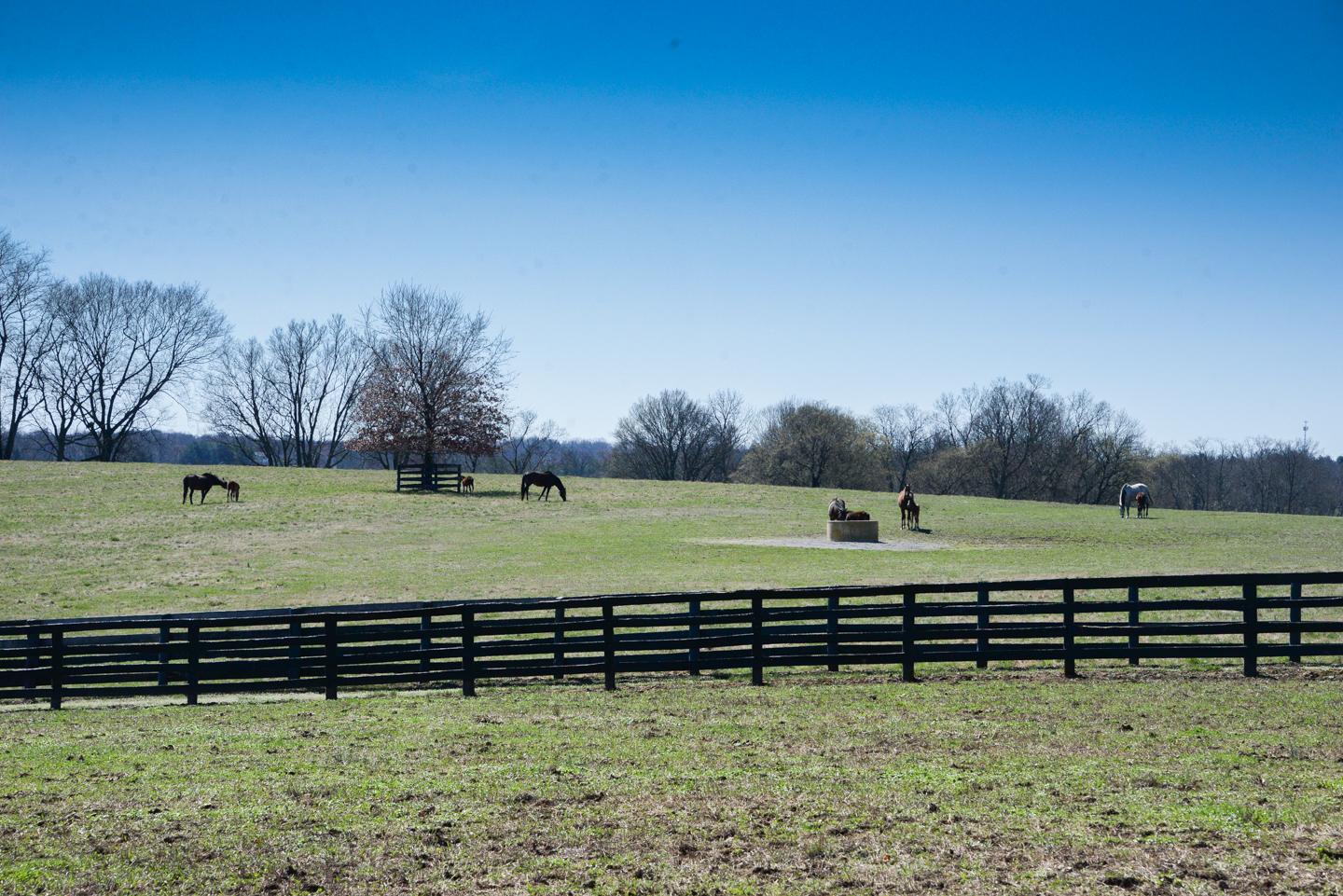 Hallie Hardy — Inspiring the love of the horse in Kentucky - FRANK ...
