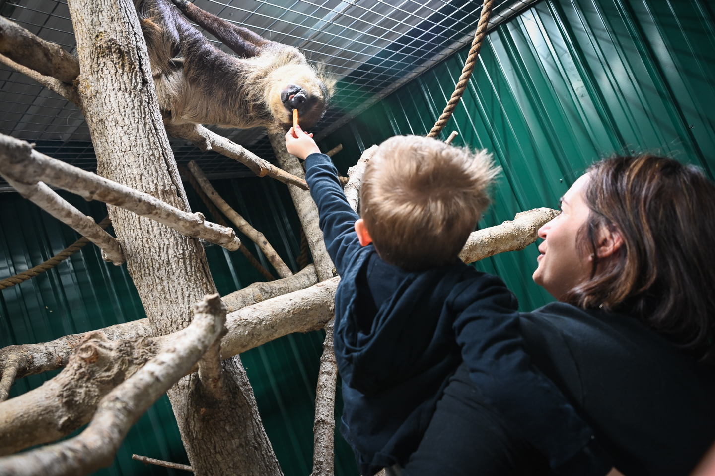 Little Crooked Creek Safari: Animals from around the world calling ...